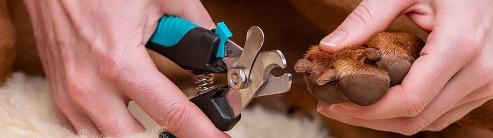 Where To Get My Dogs Nails Clipped Bellis Stoot1973